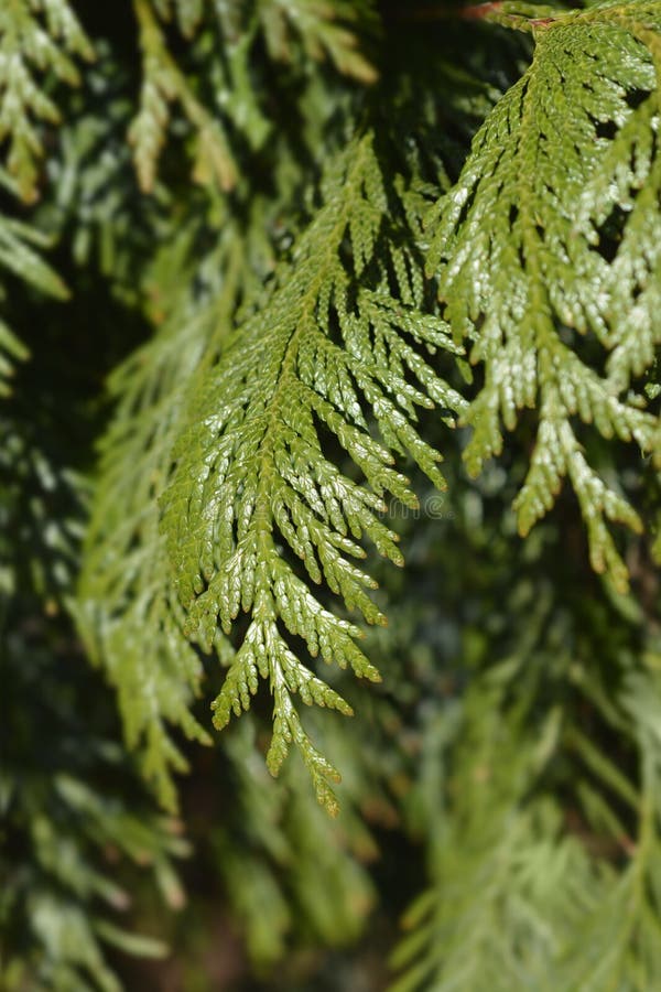 Western Red Cedar stock photo. Image of british, green - 272111034