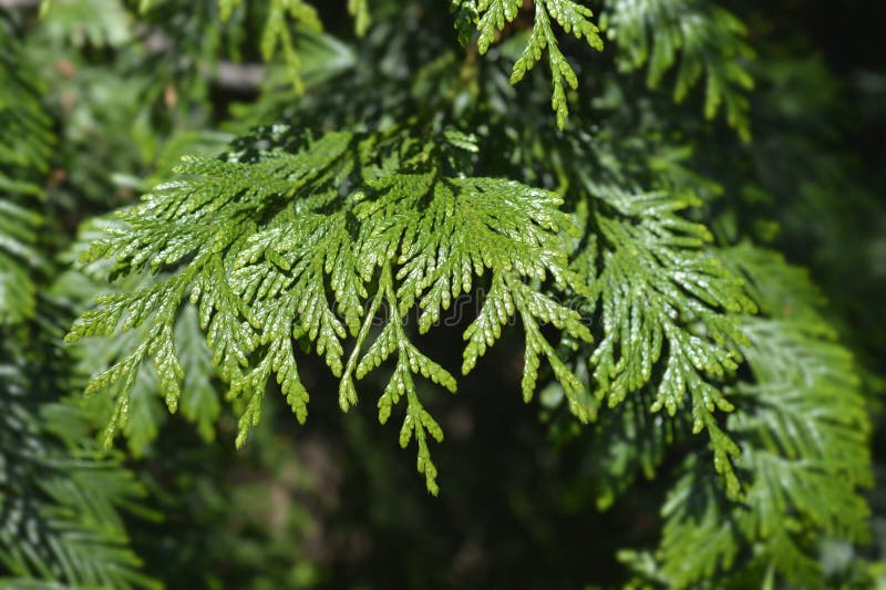 Western Red Cedar stock image. Image of plant, british - 323087837