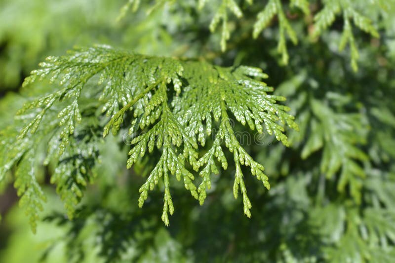 Western Red Cedar stock image. Image of arborvitae, tree - 324441845