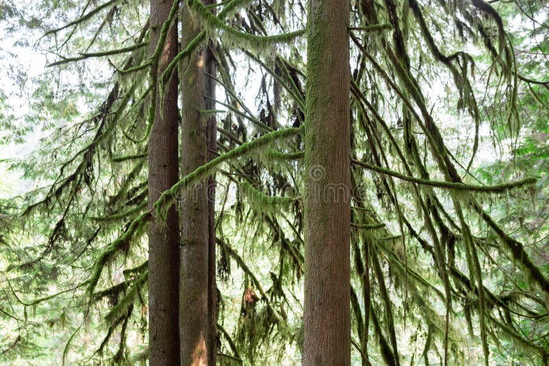 Western Red Cedar in the Forest Stock Photo - Image of nature, symbol ...