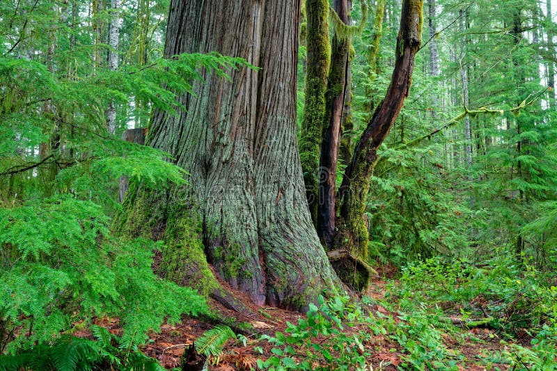 Western Red Cedar at Elk Falls Provincial Park, Campbell River, BC ...