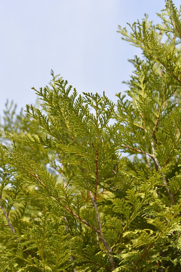 Western Red Cedar Martin stock photo. Image of giant - 199097794