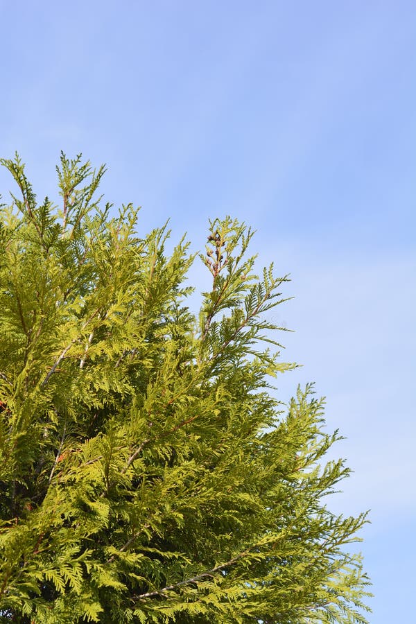 Western Red Cedar Martin stock image. Image of close - 199394001