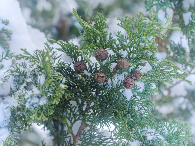 Western Red Cedar with Seed Cones in Snow Stock Image - Image of frosty ...