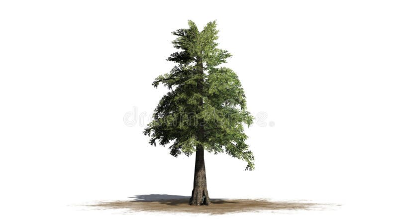 Western Red Cedar Tree Stock Illustrations – 83 Western Red Cedar Tree ...