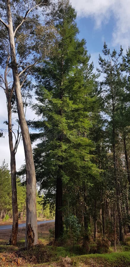 Western Red Cedar Tree stock image. Image of cedar, australia - 132726651