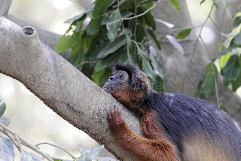 Western Red Colobus Procolobus Badius Resting on a Branch Stock Image ... Western Red Colobus Procolobus Badius Resting on a Branch Stock Image ...