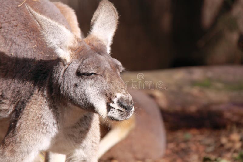 Western red kangaroo stock image. Image of kangaroo, loving - 12445259