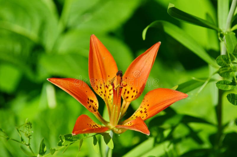 Western Red Lily stock photo. Image of saskatchewan - 155043998