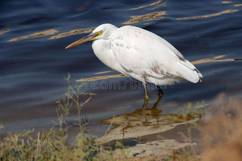 Western Reef Heron stock photo. Image of nature, bird - 23039248