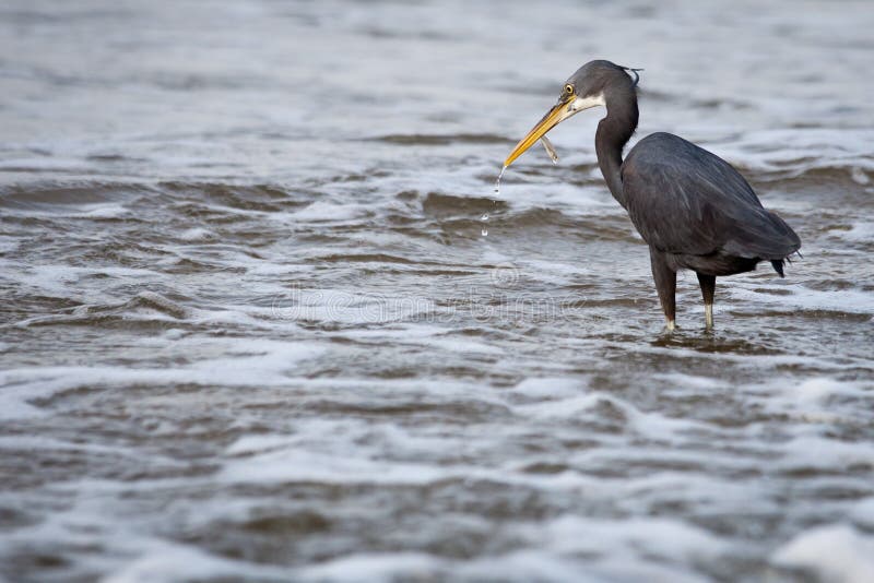 Western Reef Heron stock image. Image of flight, climate - 23467041