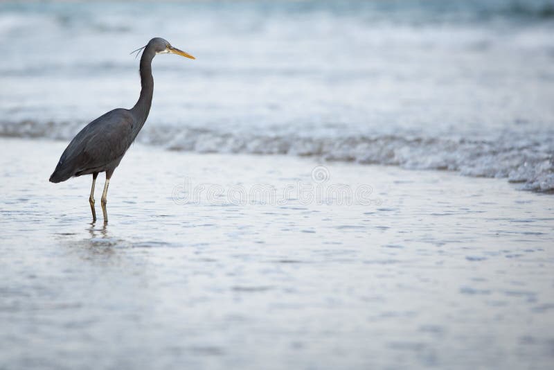 Western Reef Heron stock photo. Image of ardeidae, coast - 23617564
