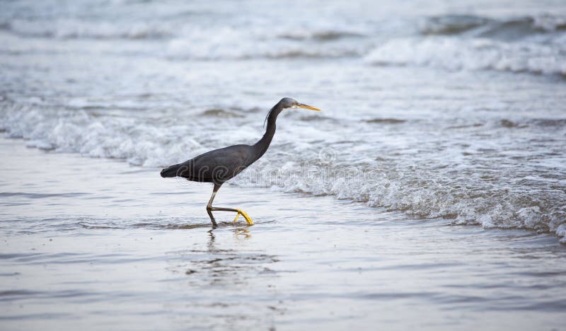 Western Reef Heron stock image. Image of neck, coast - 23617569