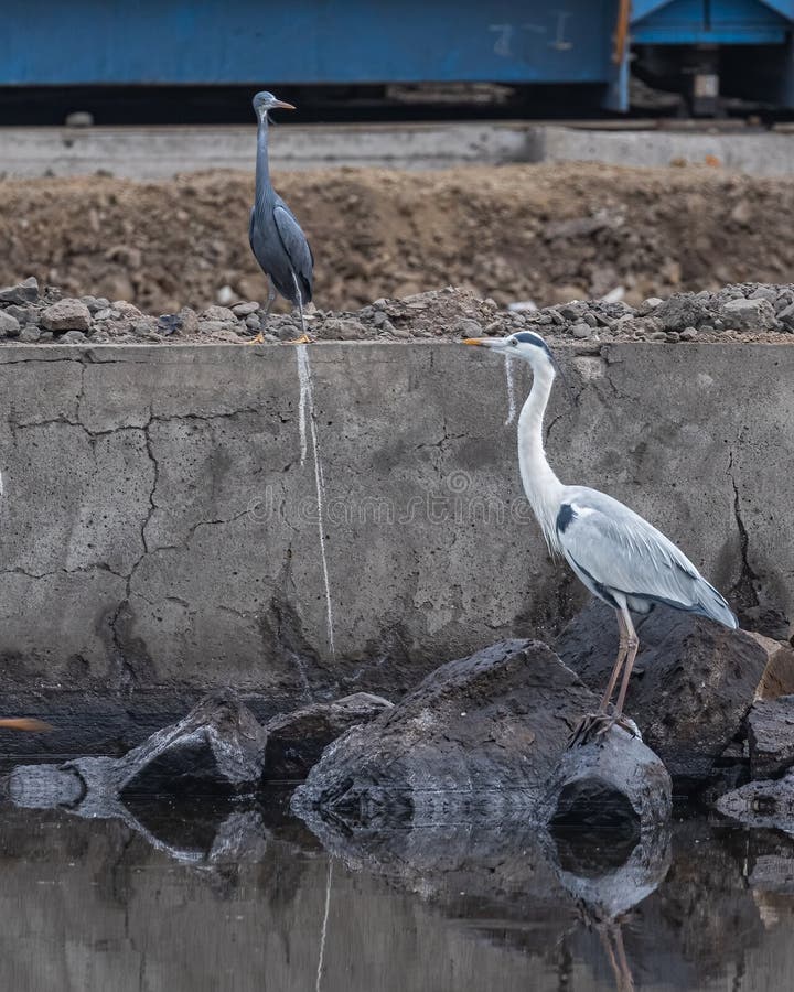 A Western Reef Heron in Communication with Grey Heron Stock Photo ...