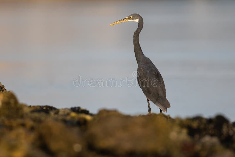 Western Reef Heron stock photo. Image of animal, gularis - 255098084