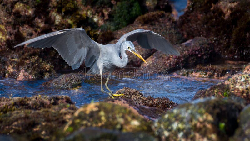 Western Reef Heron Jumping between the Rocks, Showing Its Wingspan ...