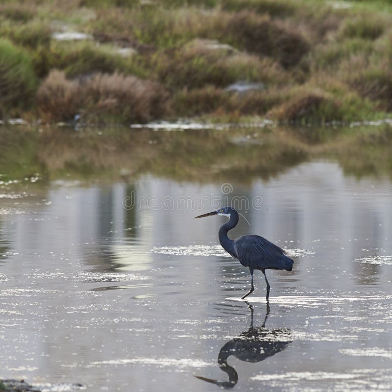 Western Reef Heron stock image. Image of nature, wild - 67994195