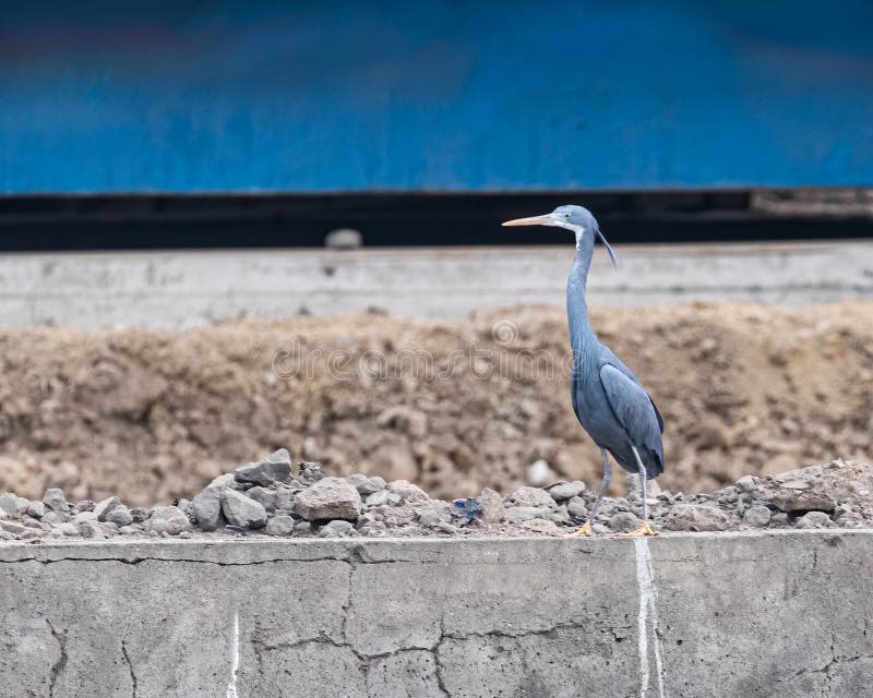 A Western Reef Heron Resting Stock Photo - Image of river, asia: 272465370