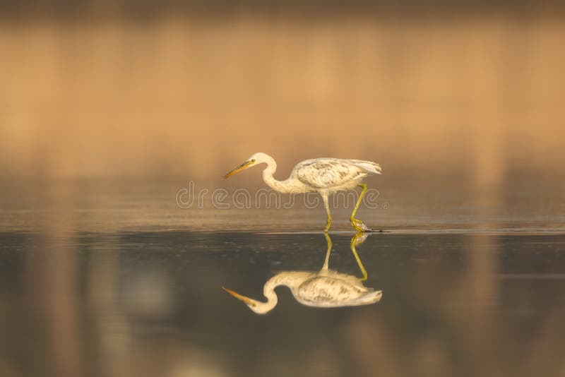 Western Reef Heron White Morph Hunting in Arad Waterfront Stock Image ...