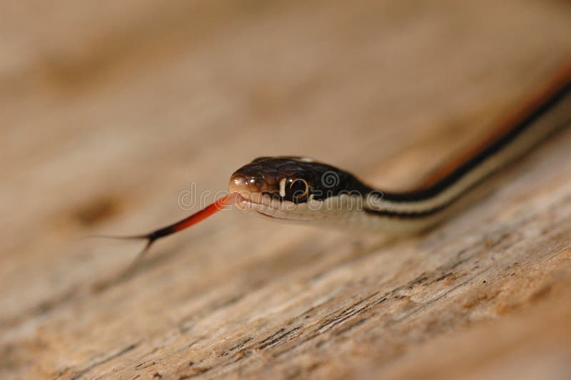 Western Ribbon Snake Picture. Image: 2320401