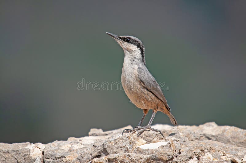 Western Rock Nuthatch, Sitta Neumayer, on the Rock Stock Image - Image ...