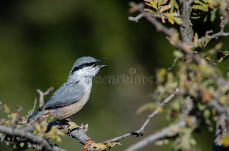 Western Rock Nuthatch, Sitta Neumayer, on the Branch Stock Photo ...