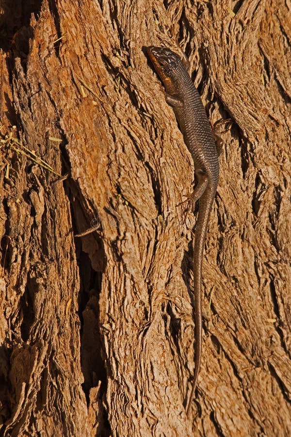 Western Rock Skink Trachylepis Sulcata 4612 Stock Image - Image of ...