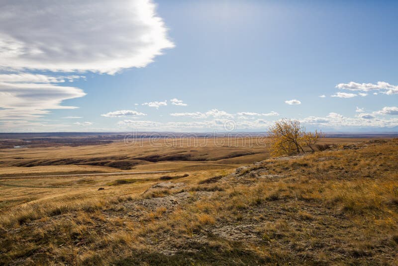 Western Rolling Prairie with Lone Tree Stock Photo - Image of brown ...