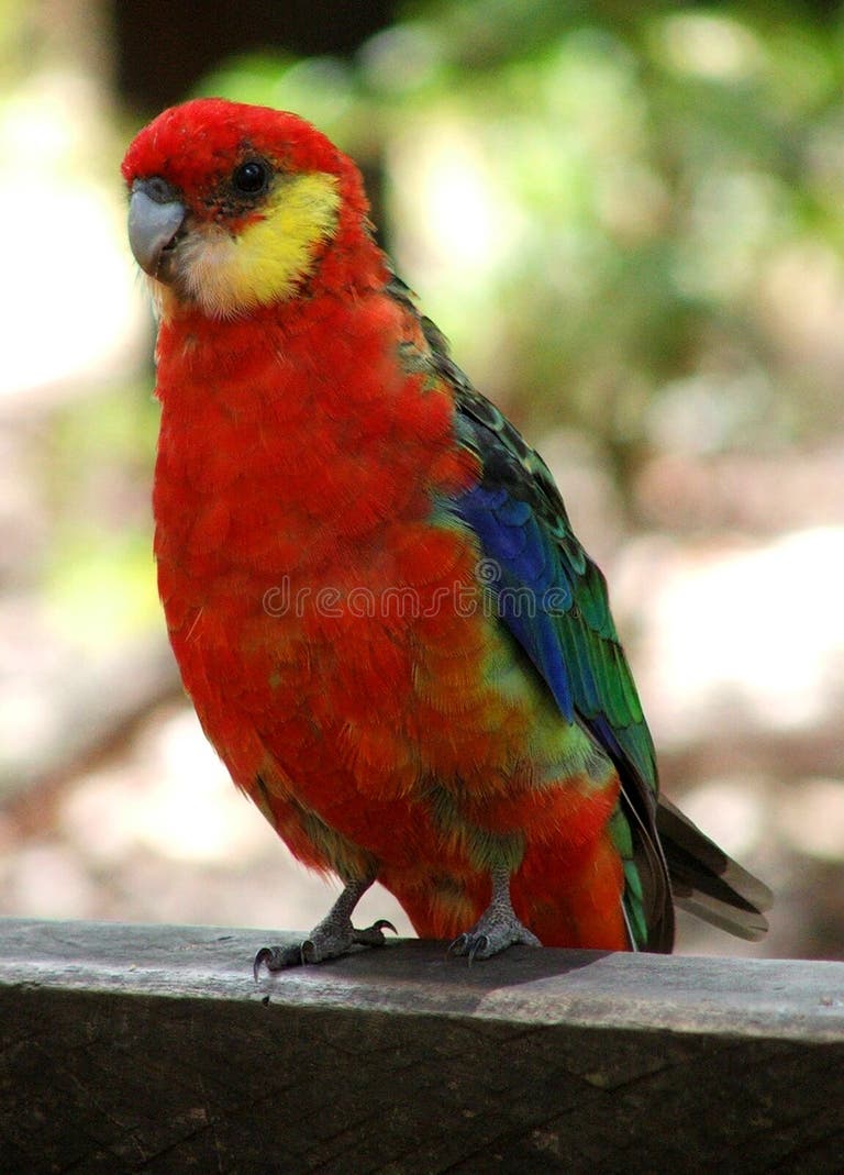 1,405 Rosella Bird Stock Photos - Free & Royalty-Free Stock Photos from ...