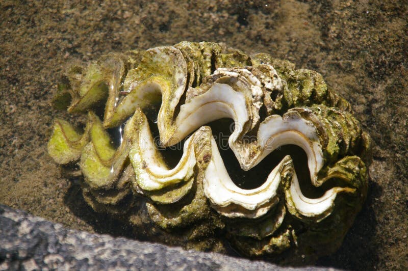 Western Samoa beachscape stock photo. Image of sinalei - 7737724