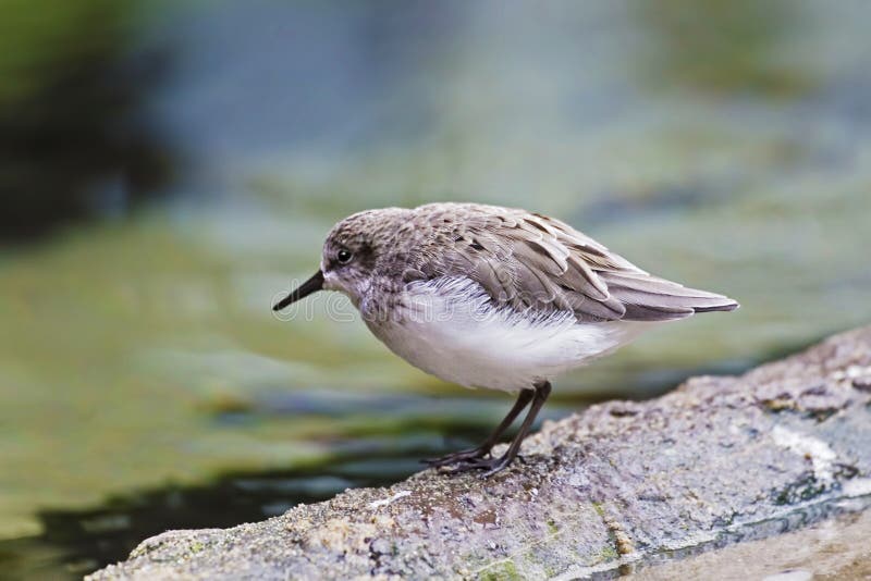 Western Sandpiper, Calidris Mauri, Relaxing Stock Photo - Image of ...