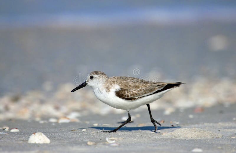 Western Sandpiper in Florida Stock Image - Image of sandpiper, beak ...