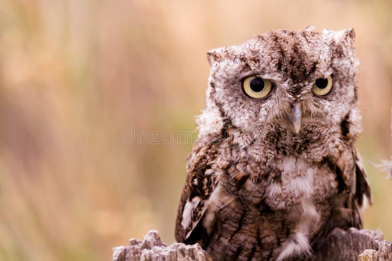 Western Screech Owl stock photo. Image of small, animals - 288503256