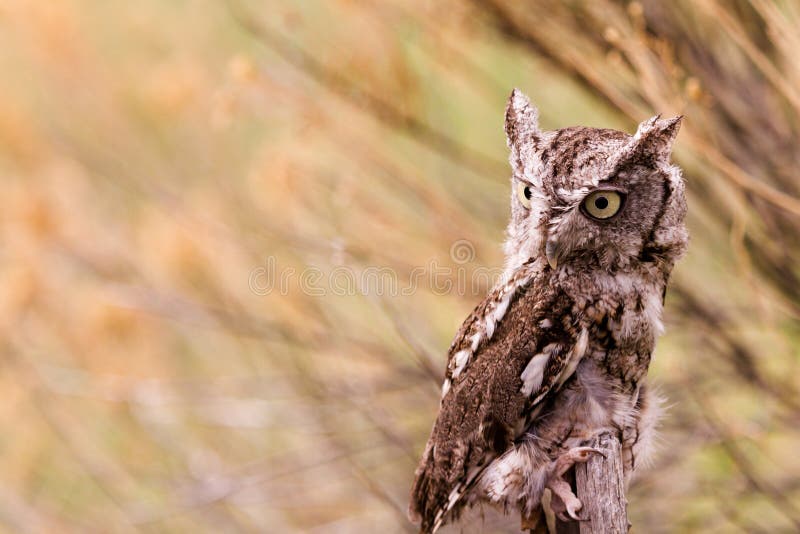 Western Screech Owl stock photo. Image of wildlife, animals - 288503308