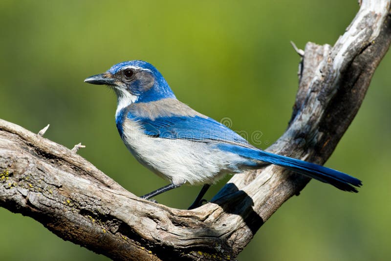 Western Scrub Jay stock photo. Image of branch, bird - 14140592