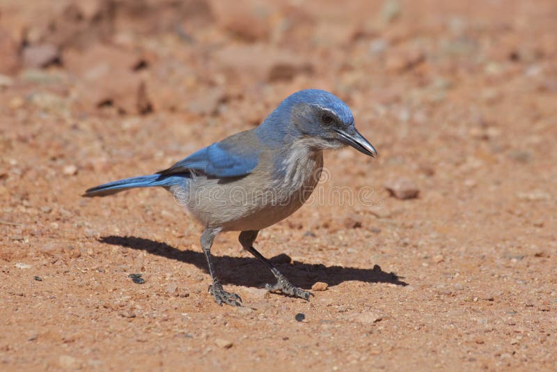 Western Scrub Jay stock photo. Image of western, bird - 23468802
