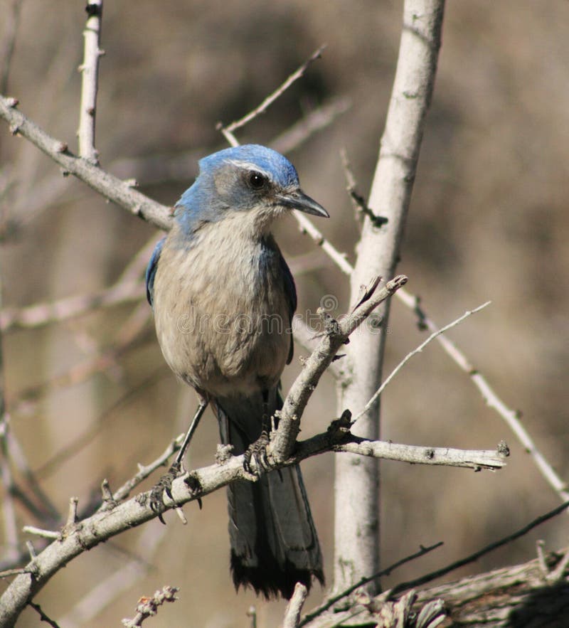 Florida scrub jay stock photo. Image of omnivore, gray - 1680248