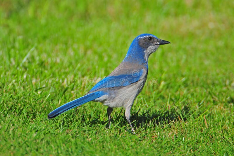 Western Scrub-Jay (Aphelocoma Californica) Stock Photo - Image of ...