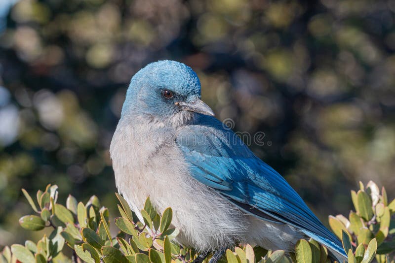Western Scrub Jay in the Arizona Desert Stock Image - Image of desert ...