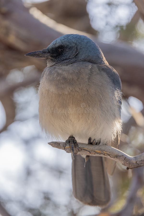 Western Scrub Jay in Arizona in Winter Stock Image - Image of wild ...