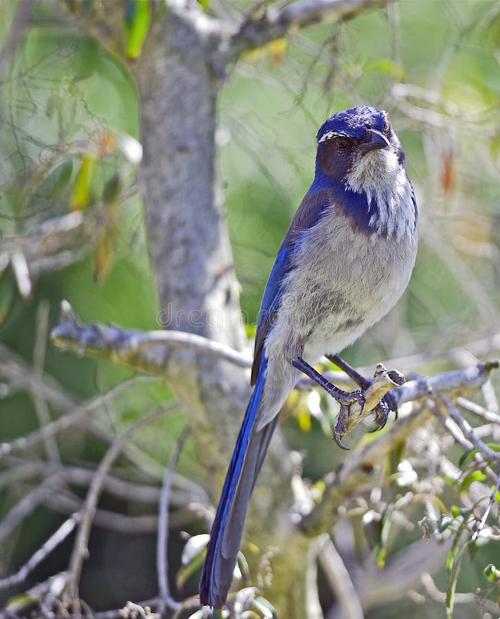Western Scrub-Jay stock photo. Image of wildlife, nature - 40153962