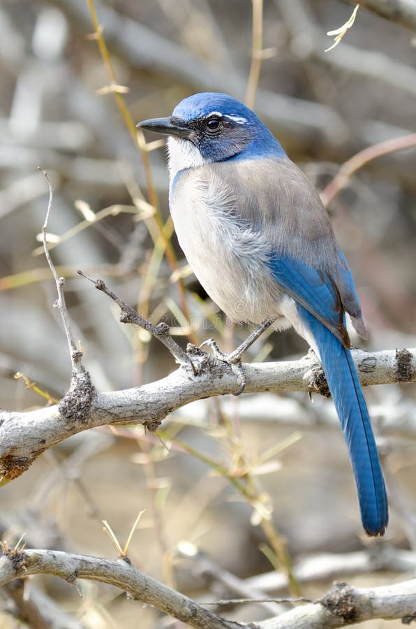 Western Scrub Jay stock photo. Image of scrub, perch - 39413274