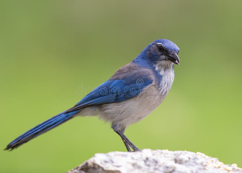 Western Scrub-Jay Stands on Tree Stump while Foraging for Food in ...