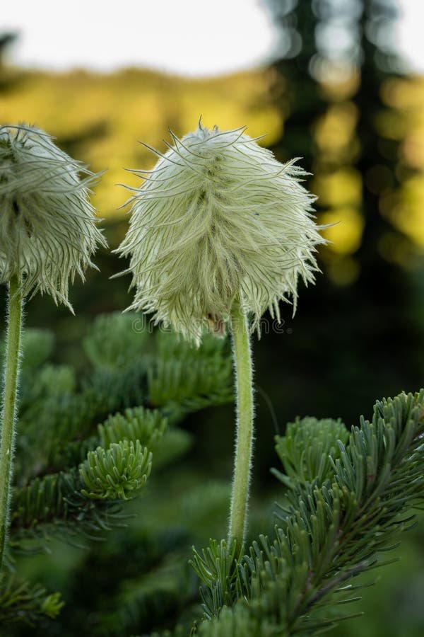 Western Seed Head Grows in the Branches of Pine Tree Stock Photo ...