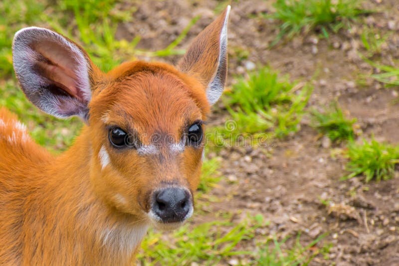 Western Sitatunga Marshbuck with Orange Fur White Stripes Stock Photo ...
