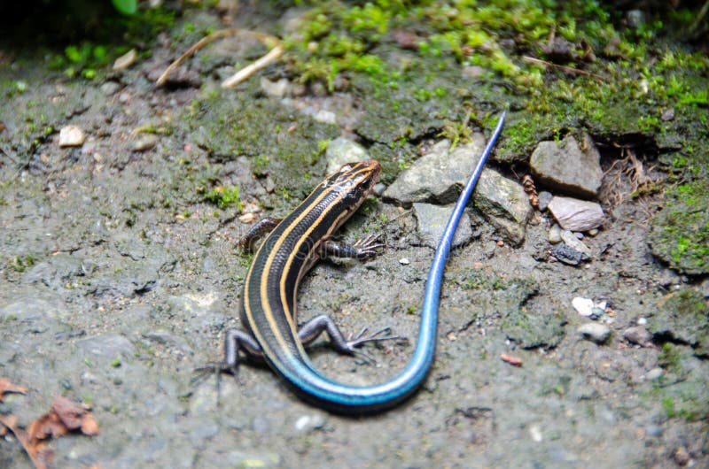 Western Skink Lizard in Wilderness Stock Image - Image of outdoors ...