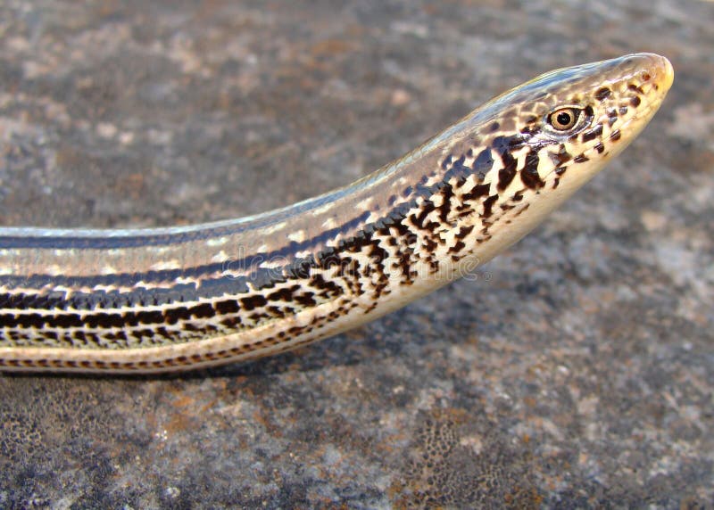 Western Slender Glass Lizard, Ophisaurus Attenuatu Stock Image - Image ...