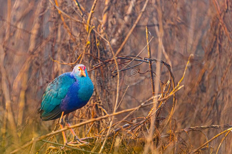 Western Swamphen Standing in the Tall Grass of a Vast Open Field. Stock ...