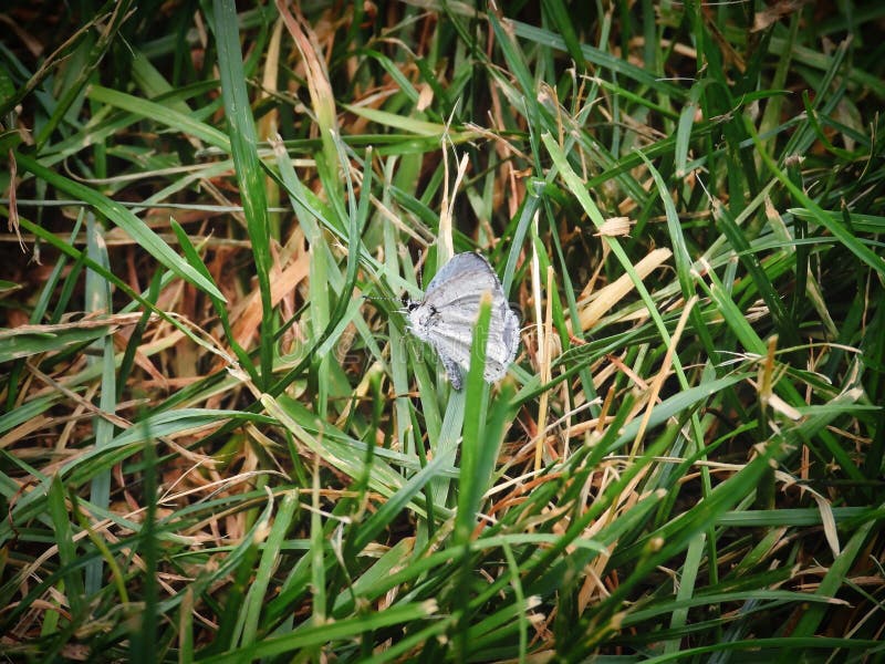 Western Tailed Blue (Cupido Amyntula) Butterfly in the Grass Stock ...