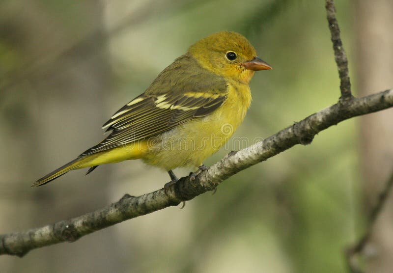 150 Female Summer Tanager Stock Photos - Free & Royalty-Free Stock ...